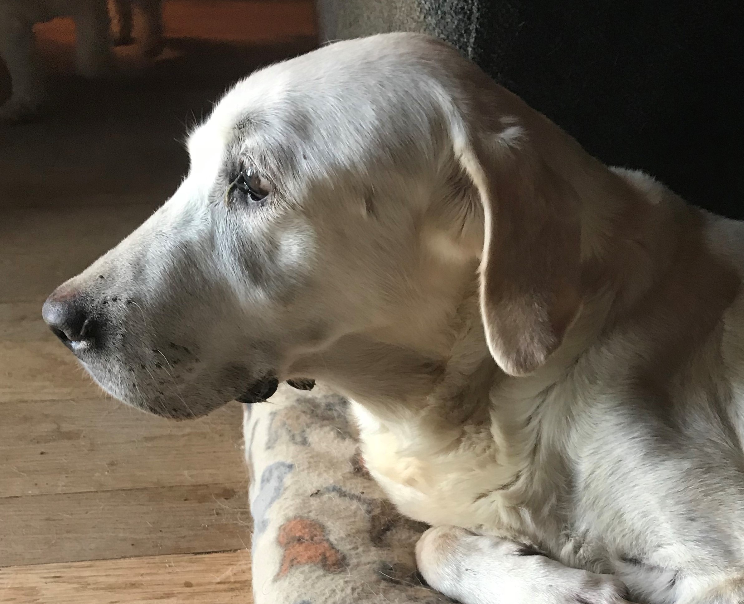 Puppies in Virginia | Poochon & Labrador Puppies for Sale in VA